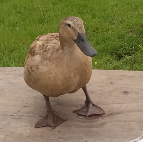 Ducky MoMo – Moon Acre Farm