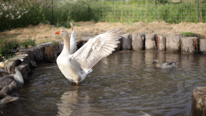 The Majestic Goose Spreads His Wings! – Moon Acre Farm